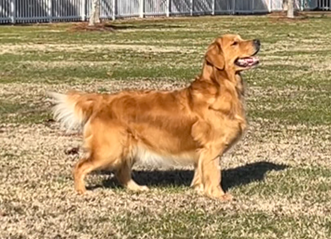 AutumnLake’s Dark Lady Of Doona “Grace” – Autumn Lake Golden Retrievers
